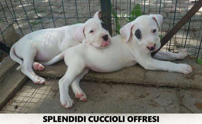 CUCCIOLI DI DOGO ARGENTINO